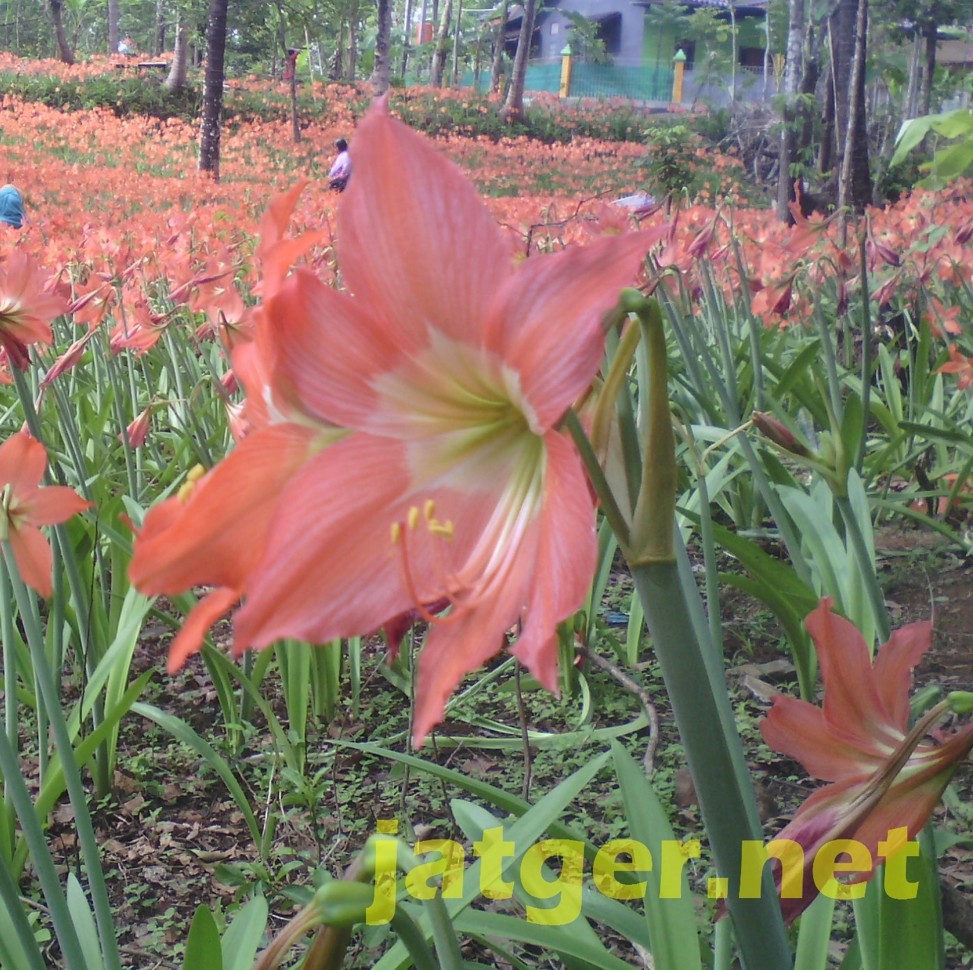 Puspa Patuk Bunga Amaryllis Brambang Procot ikon Kecamatan Patuk