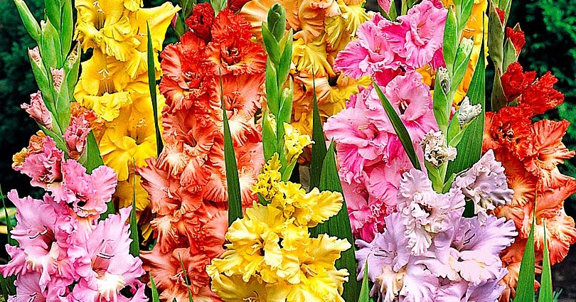 FLORES BOGOTÁ: LOS GLADIOLOS Y SUS BELLOS COLORES!