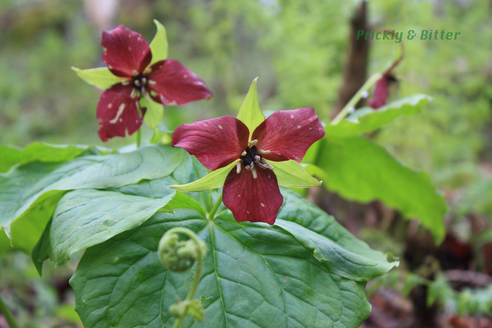 Prickly and Bitter: The original Stinking Benjamin