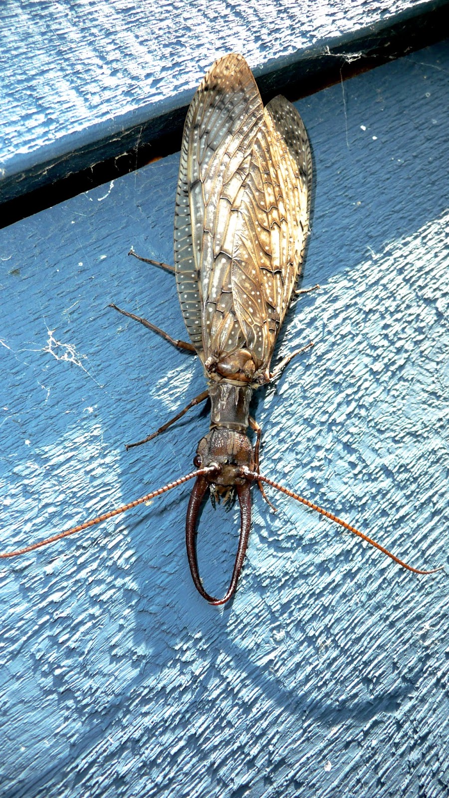 le blog du vieux matou.: Corydale cornue