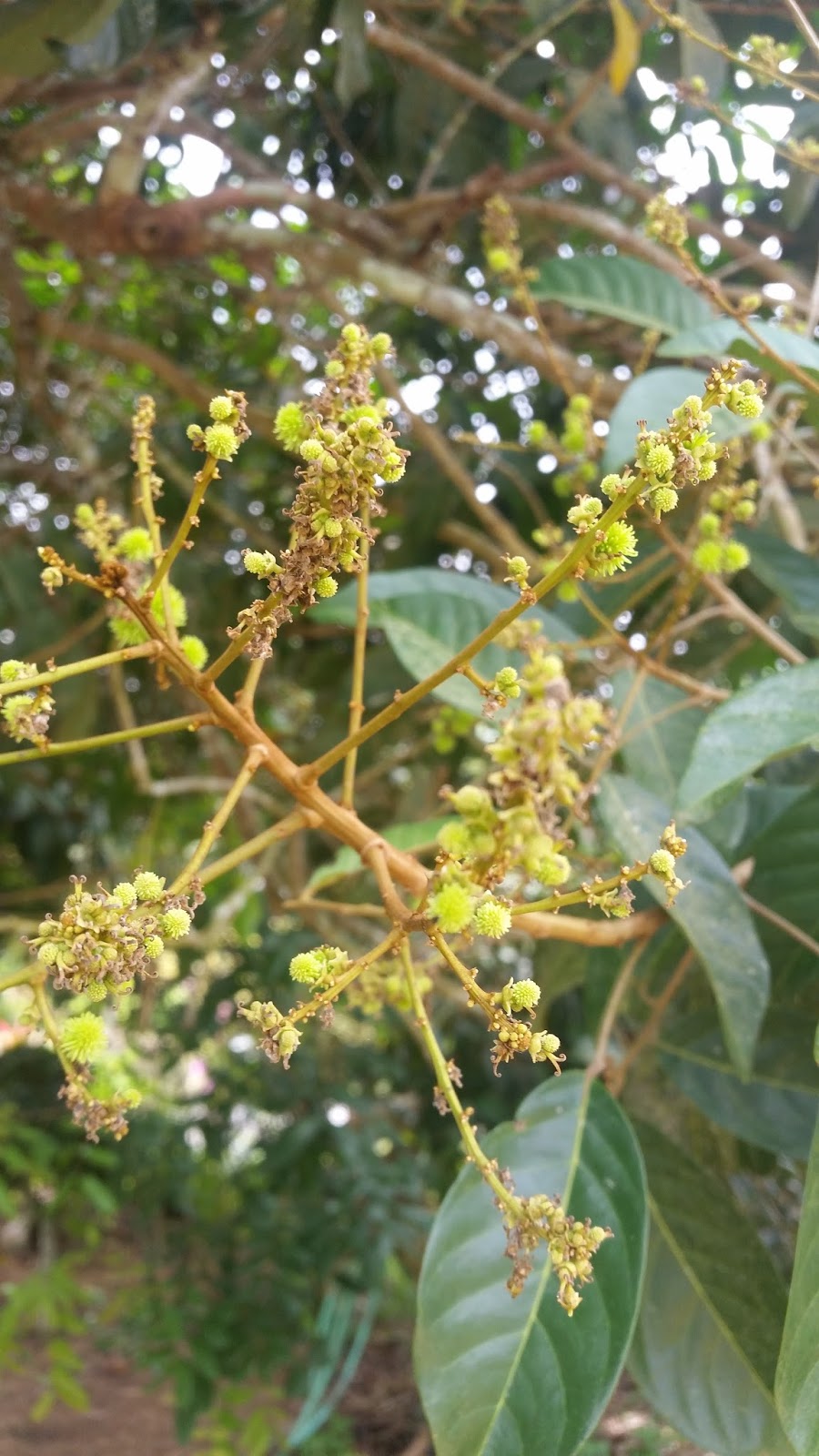 Warisan Petani: Musim Rambutan