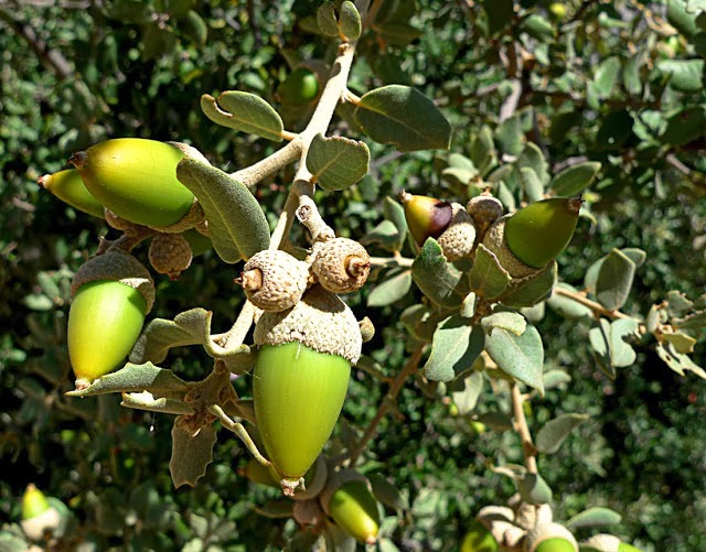 Forest Forestal: Encina