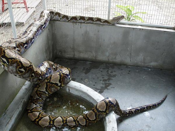 5 Largest Reptiles | New Stylish Wallpaper