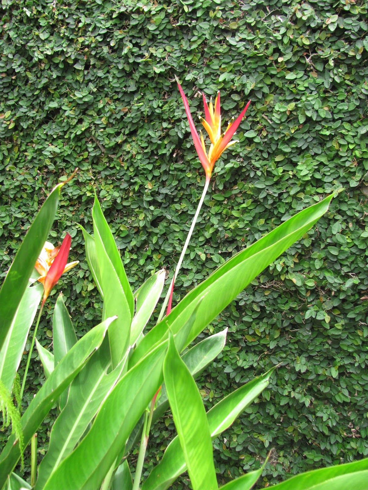 Simplesmente Fascinante: Heliconia Psittacorum....vulgo Helicônia Papagaio