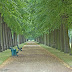 Amazing Tree Lined Path - azee