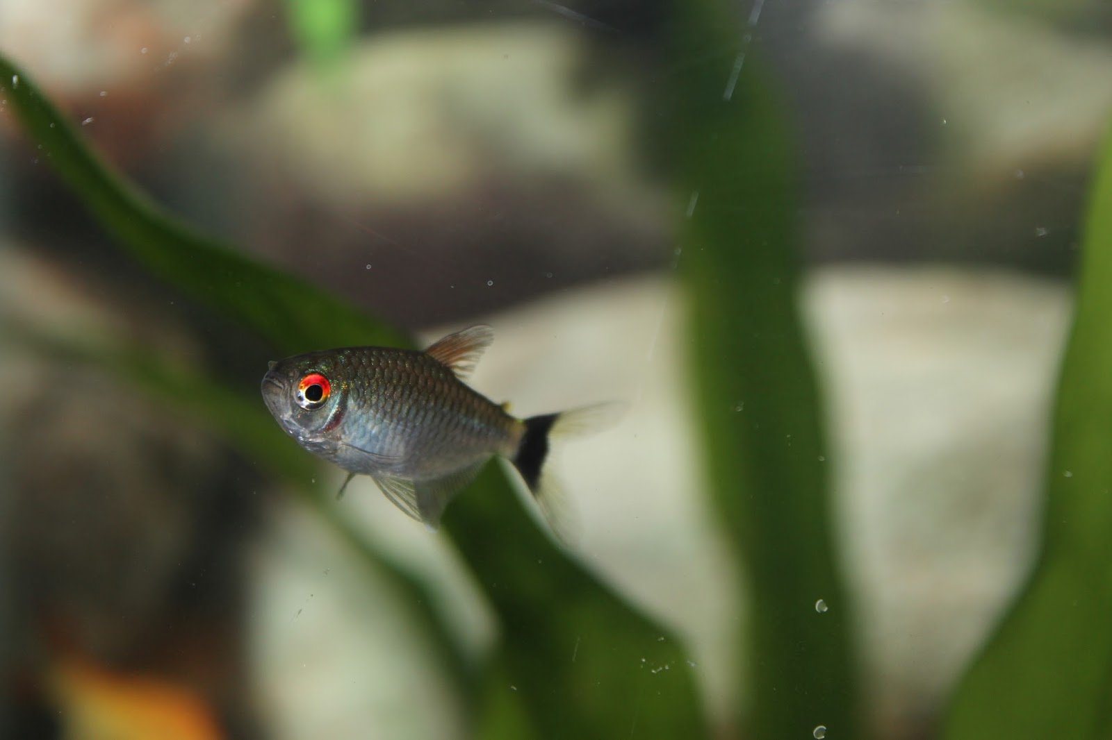 Amazing Fish: Moenkhausia Sanctaefilomenae