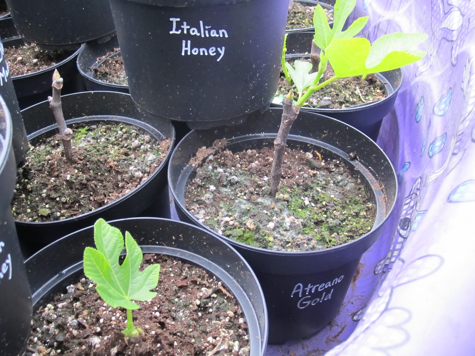 FigCuttings.com: Rooting fig cuttings - update
