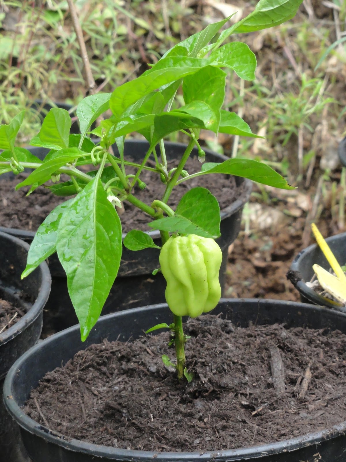 Persil et oignon pays: Brève du potager 5 et mes fleurs