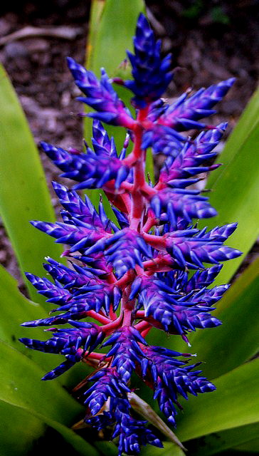 Bromeliad Exotics: Bromeliad Exotics Online mail order Nursery