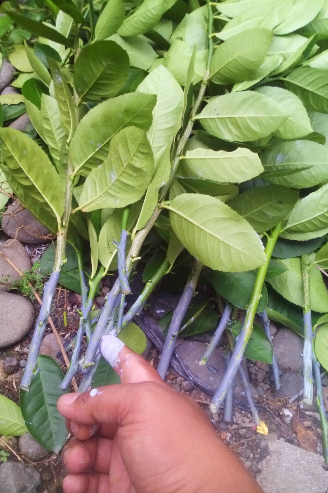 CHUMAIDI, SP: STEK PANJANG JERUK NIPIS