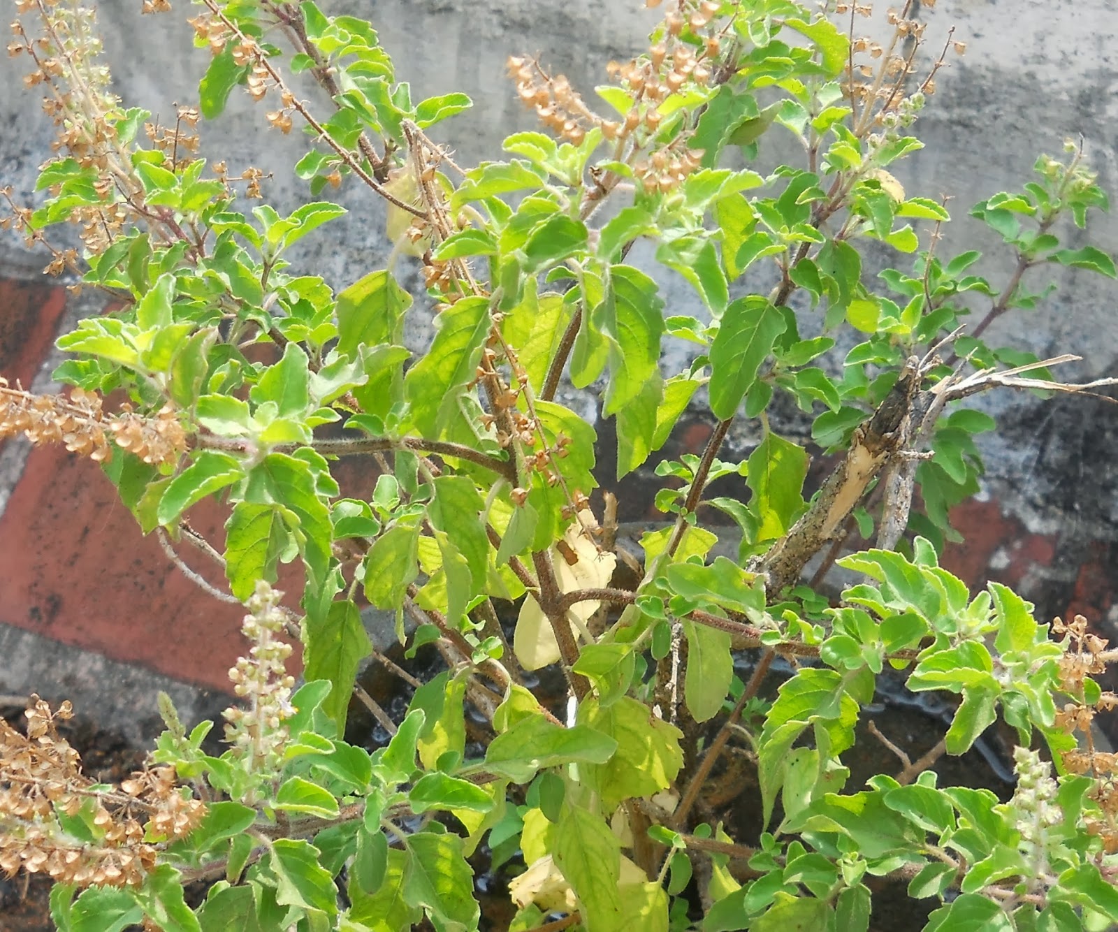 Tulsi Vivah at home
