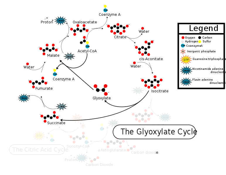 Malate Synthase