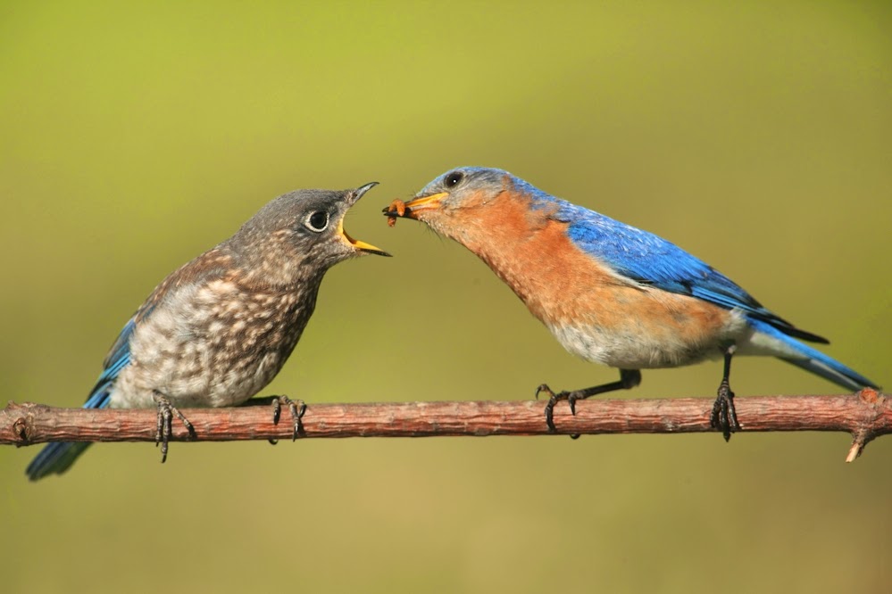 Steve Byland Nature Photography