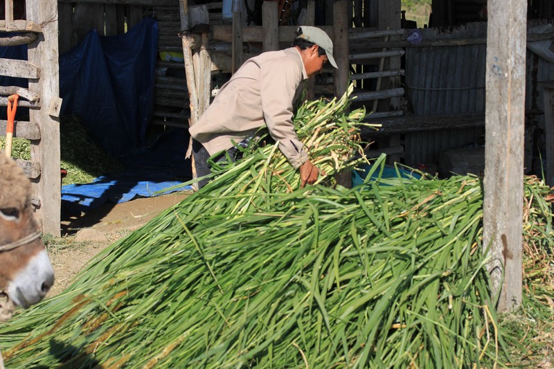 Maralfalfa Veracruz MEXICO: Maralfalfa en Veracruz Mexico