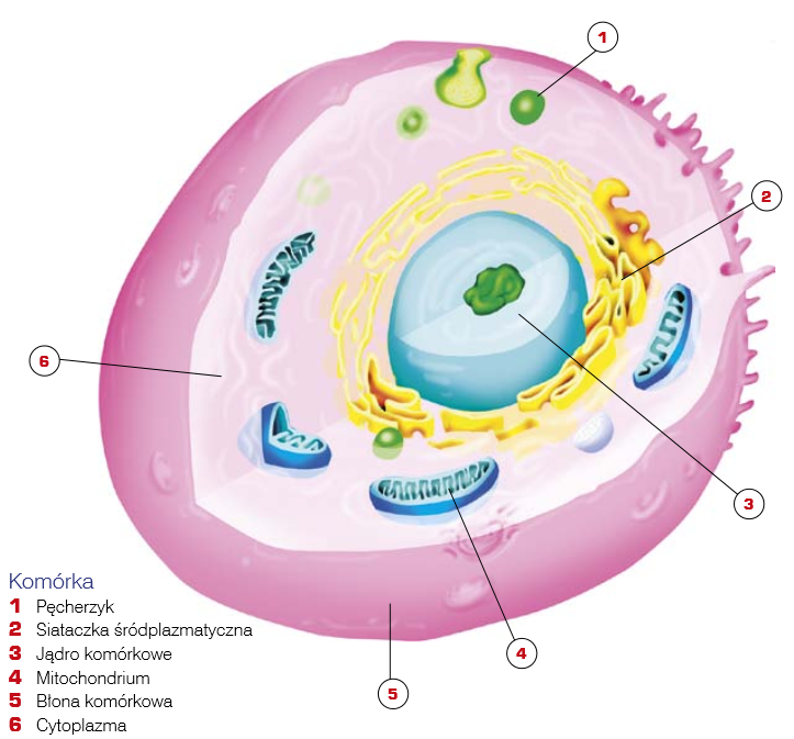 Profilaktyka z Alveo: Komórka – mały organizm