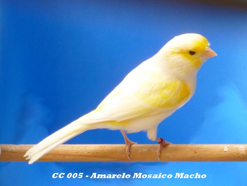 Canaril Curico - Canário de Cor: Fotos Canários