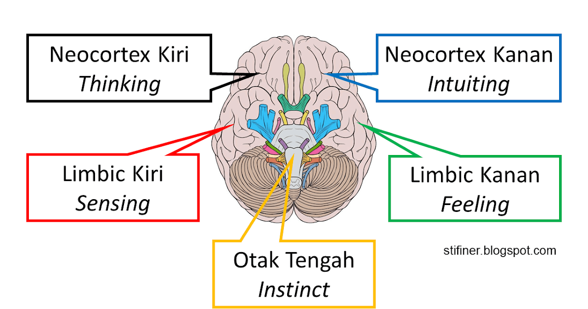 Tes Sidik Jari STIFIn: Tes STIFIn