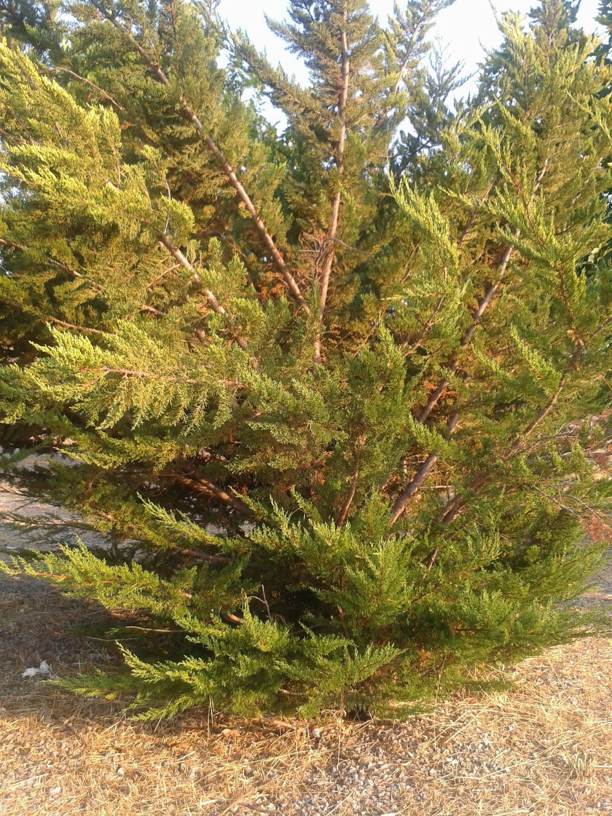 El tio yerbas: Ciprés