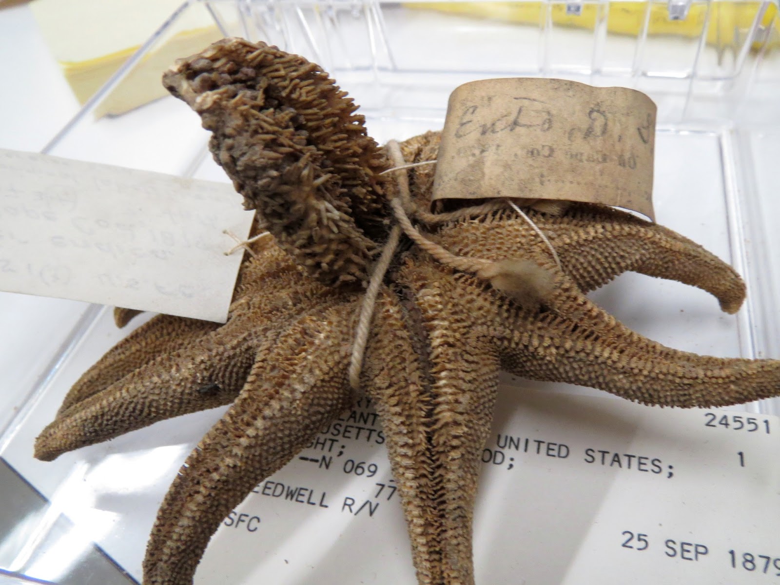 The Echinoblog: Extra! Solaster feeding caught forever in the museum!