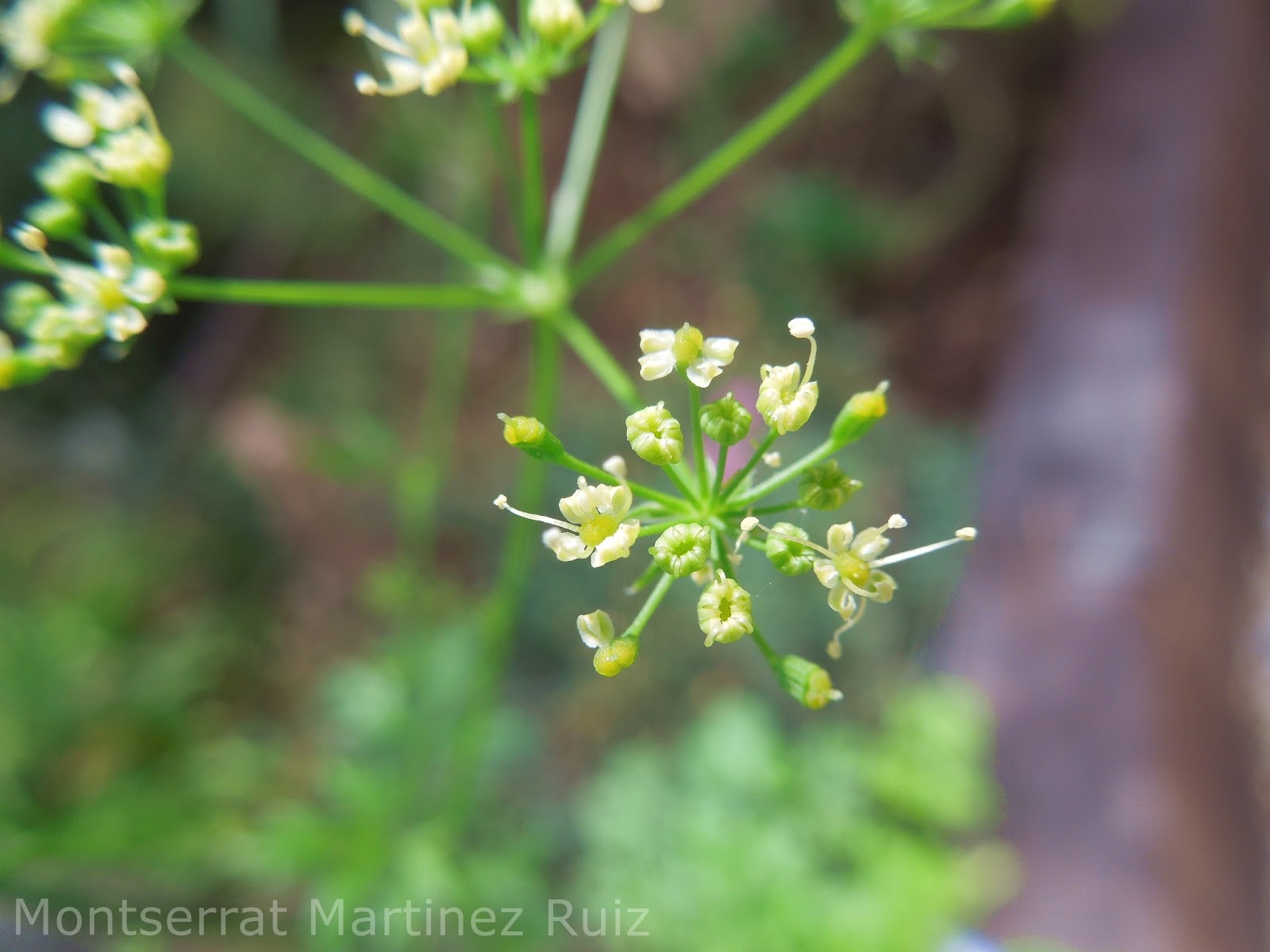 La flor del PEREJIL - BOTÀNIC SERRAT