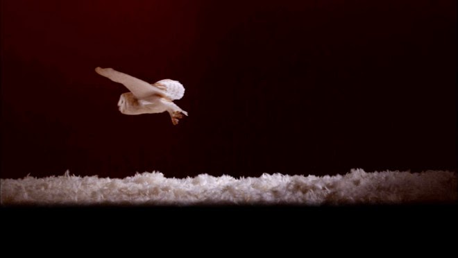 The MattedScreen: PBS Nature Owl Power Blu-ray Screenshots