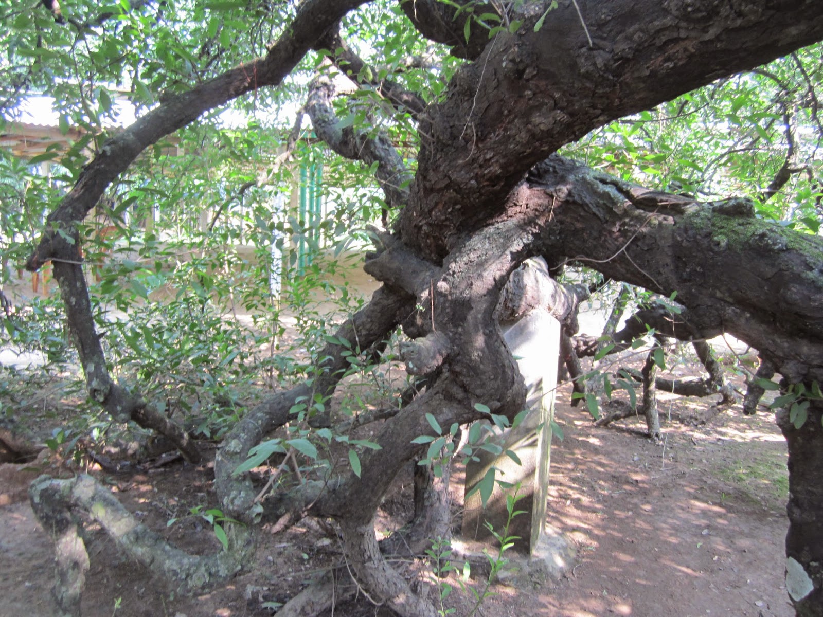 Village Flute: A Poet's Aside