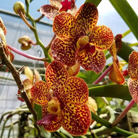 Orchid Boom - World of orchids: Vanda Motes Mandarin x Motesiana