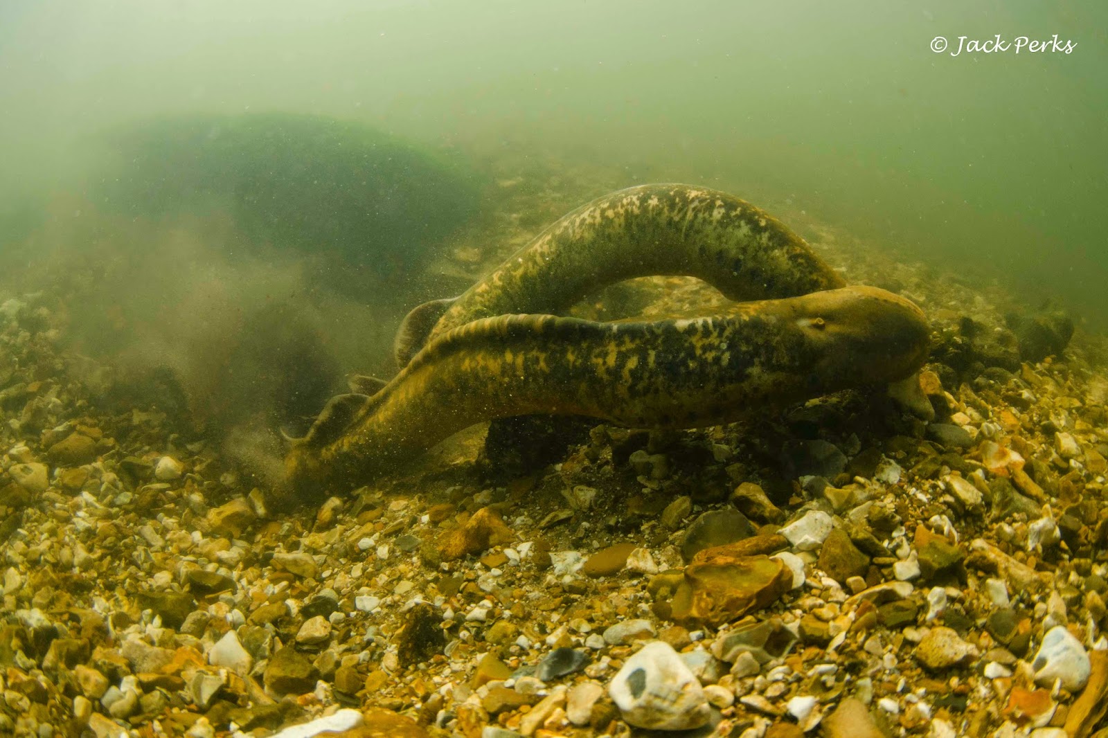 Jack Perks Photography: Sea Lamprey of the Chalk Streams