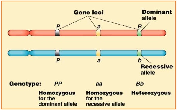 ISHARMANTO-BOJONEGORO: LINKAGE - GEN AND SEX