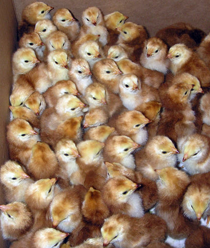 A Farmwife's Diary: Shipping Chicks - Baby Chickens in the Mail