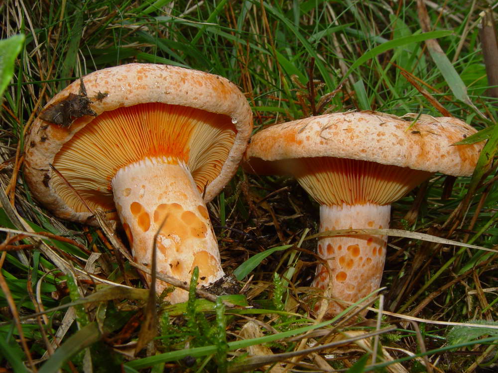 Sandra Ribalta: Temps de bolets