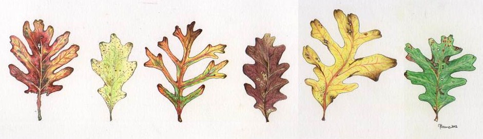 Sketching in Nature: White oak leaf variety