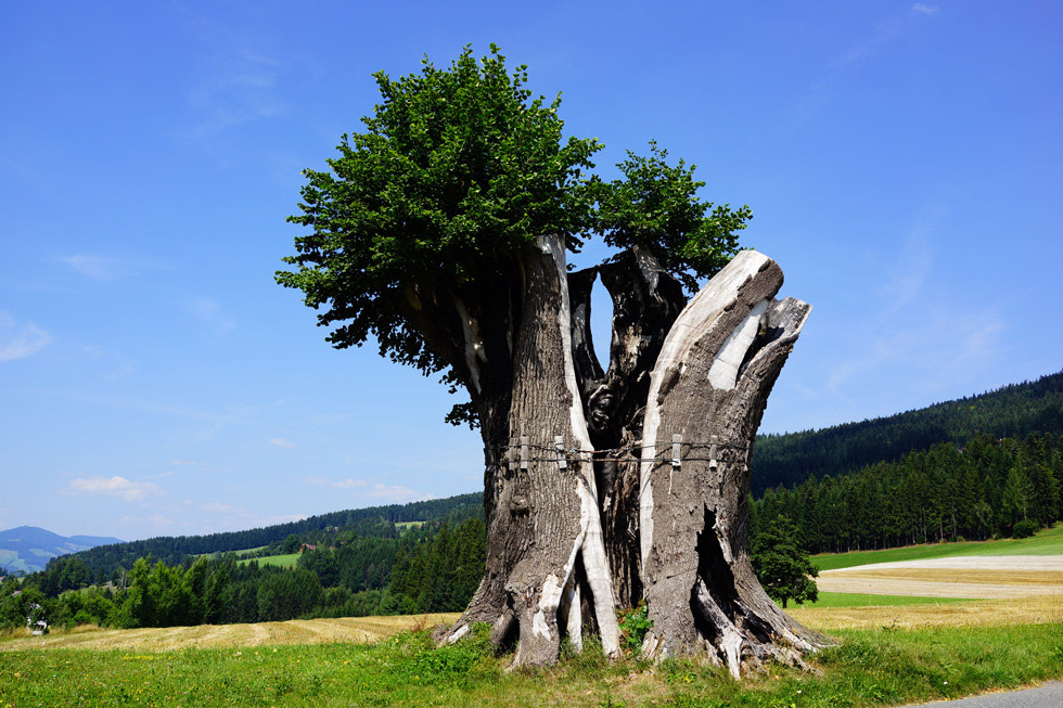 Auenblicke: Bam Oida!