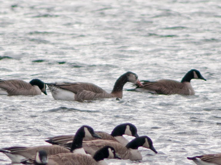 Birding for Conservation: January 2013