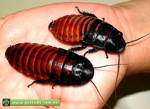 Vida Selvagem: Baratas, Vencedoras e Sobreviventes de Um Passado Longínquo