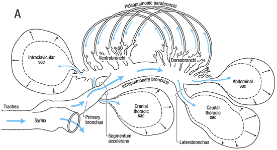 Animal Science Chicken Dissection: Respiratory System