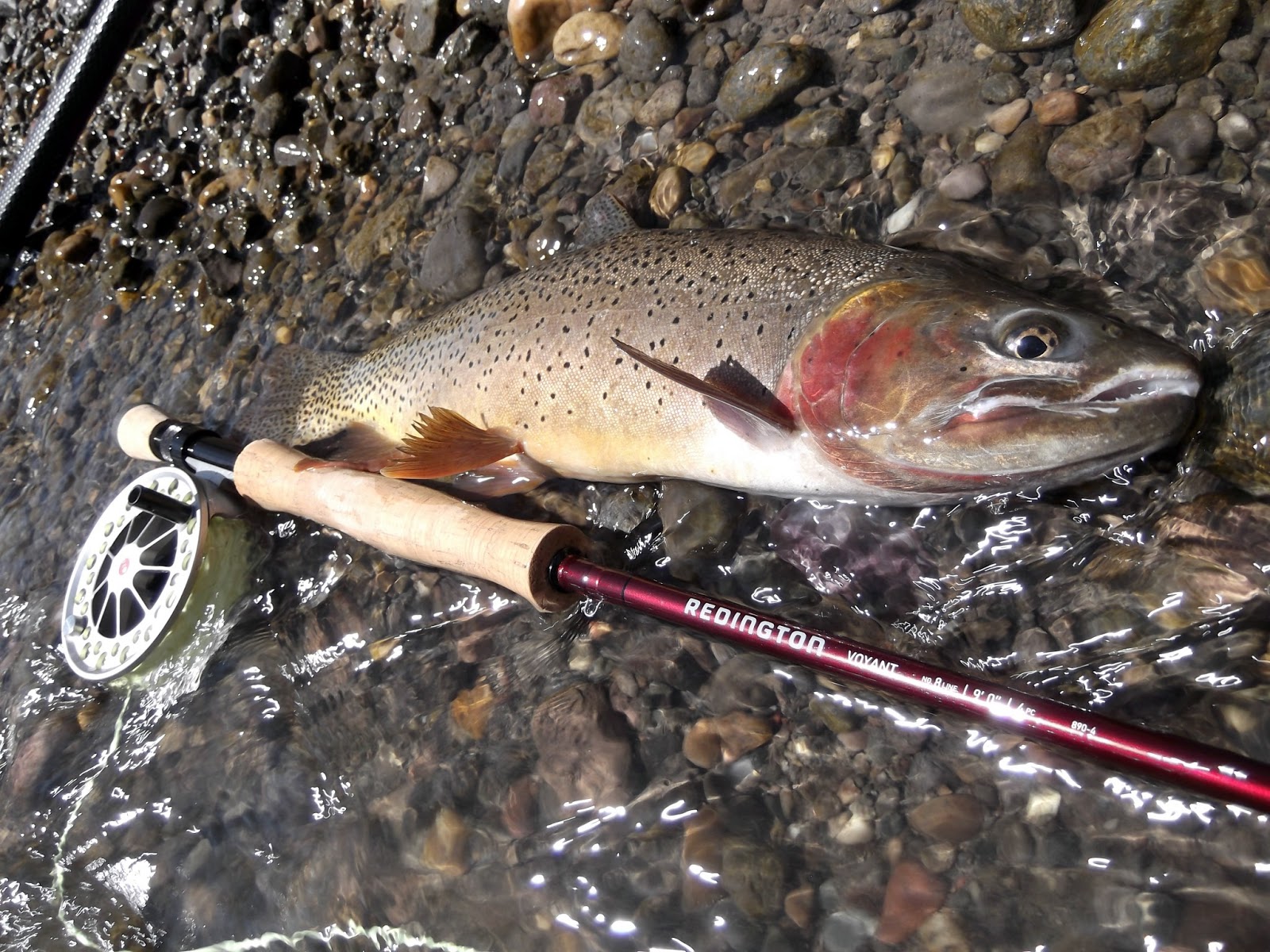 Central Pa Trout Bum Central Pa Trout Bum