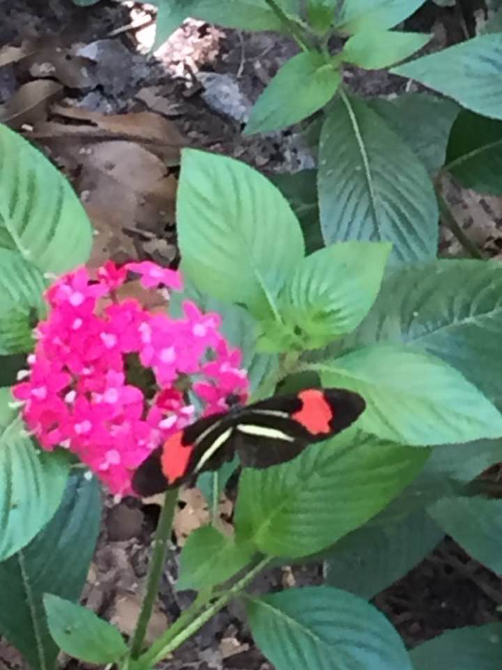 365 Days in Bolivia: February 8, 2017 - Mariposario Guembe