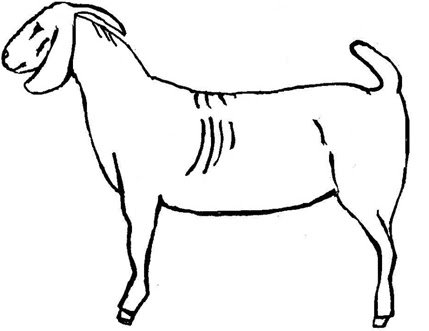 G: Choosing Correct Goat Based on Body Condition Score (BCS)