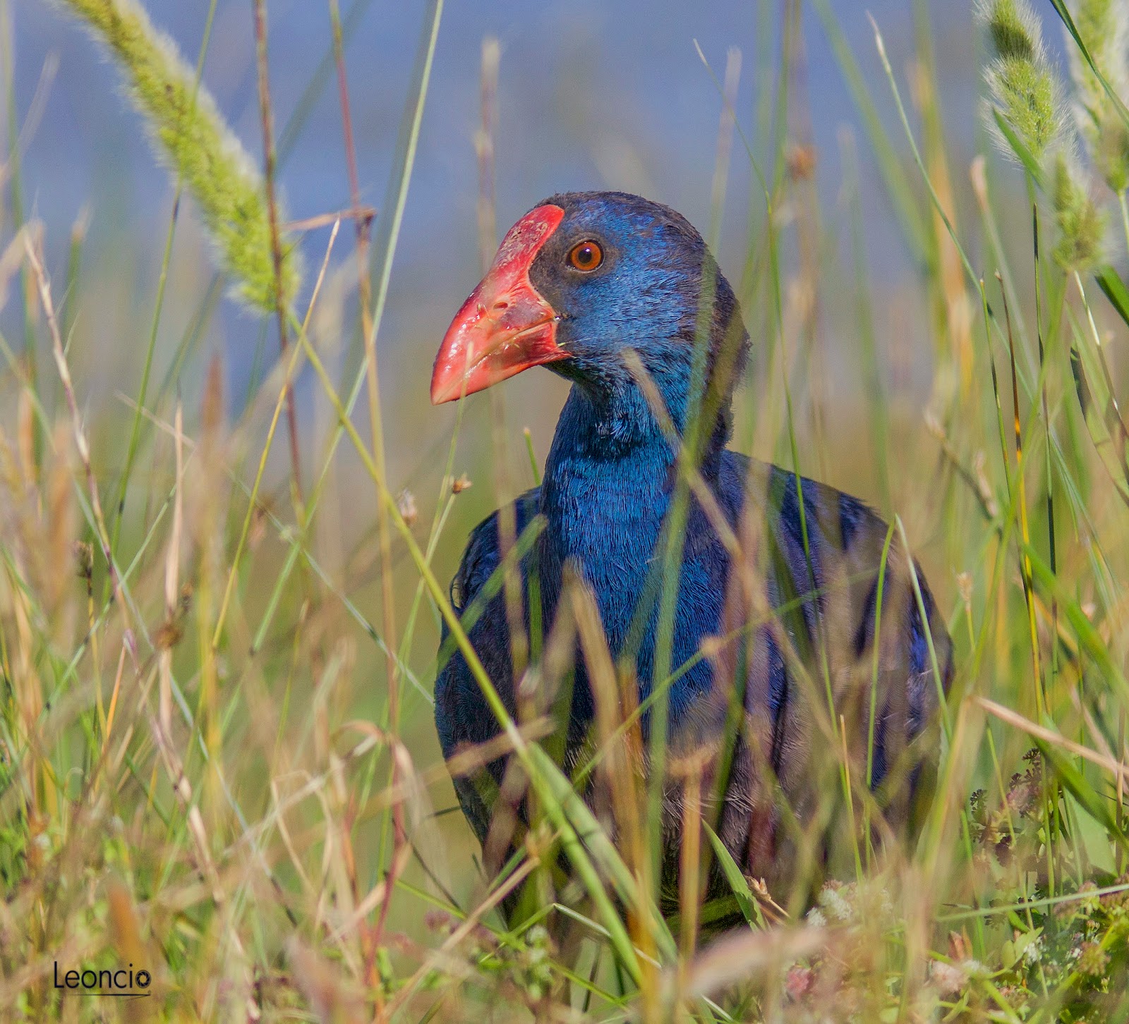 FOTOGRAFÍA Y NATURALEZA EN ANDALUCÍA: DIGISCOPING-CALAMÓN COMÚN ...