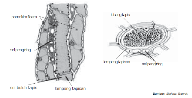 Fungsi Floem | Pengertian Jaringan Floem Tumbuhan