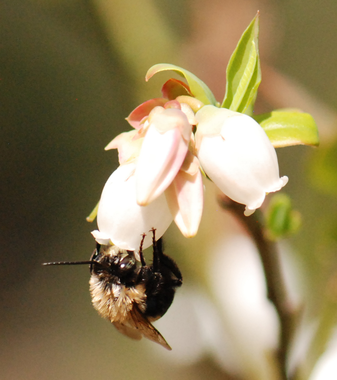 Gaia Garden: Southeastern Blueberry Bees
