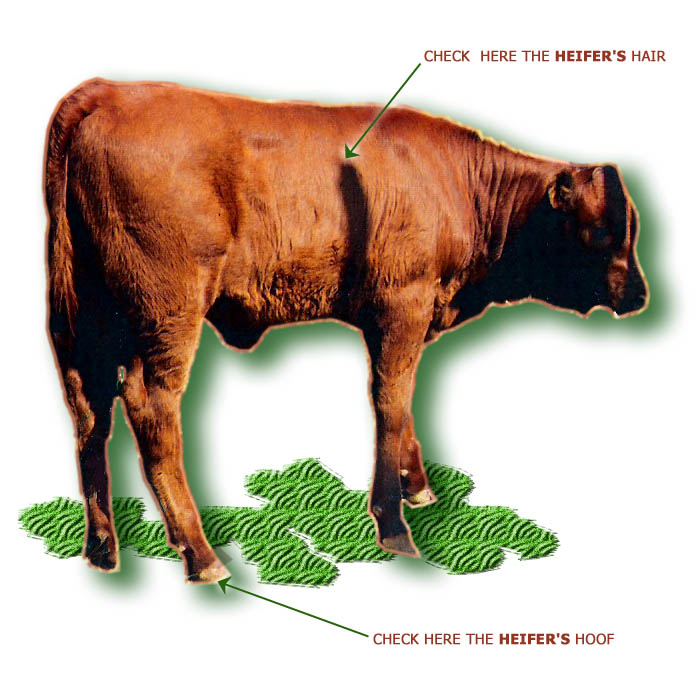 Istoria Ministries Blog: The Ashes of the Red Heifer, Jesus, and Christmas