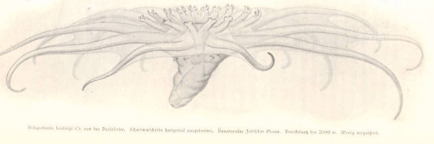 Real Monstrosities: Pelagothuria natatrix
