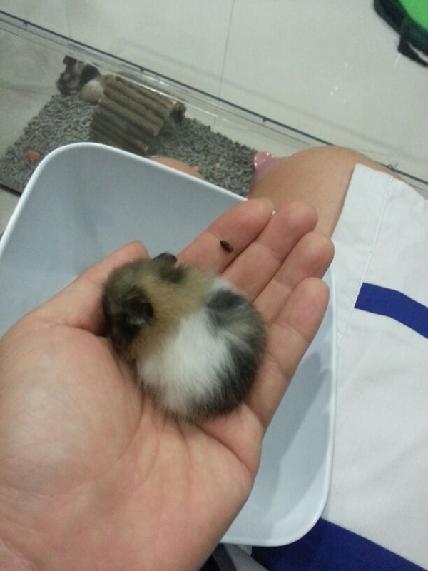 Natural PawPals: Cherimoya the Calico (aka Tortoiseshell Banded) Syrian ...