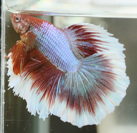 Brunei Bettas: Salamander Halfmoon show-betta for sale!!$60!!(soldout)