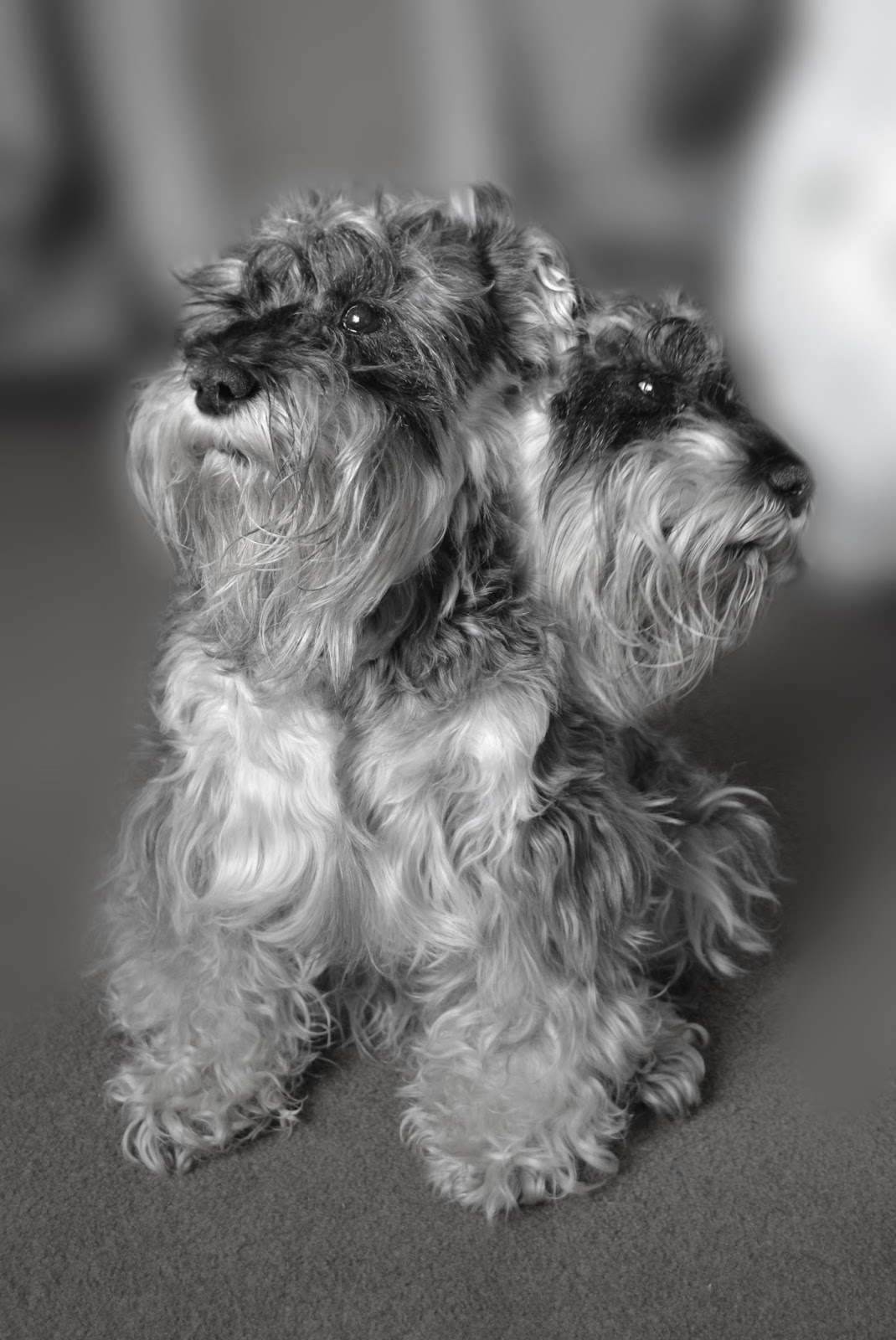 Photography Unit 4 : Two headed dog - photoshop experiment