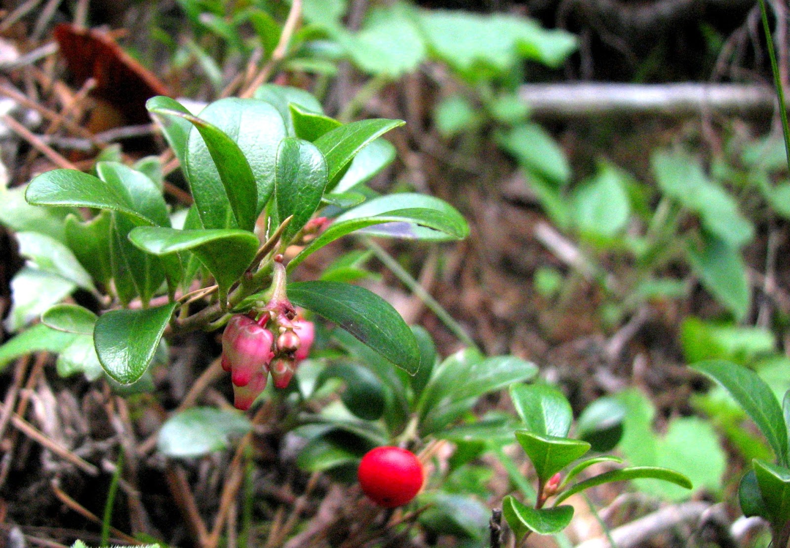 Flora montana: Bearberry