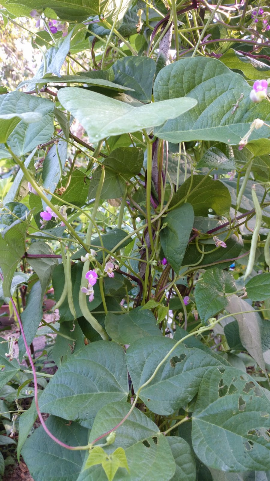 KACANG BUNCIS BULAT MUSIM KEDUA - Rangkuman Cara Bertanam Lengkap