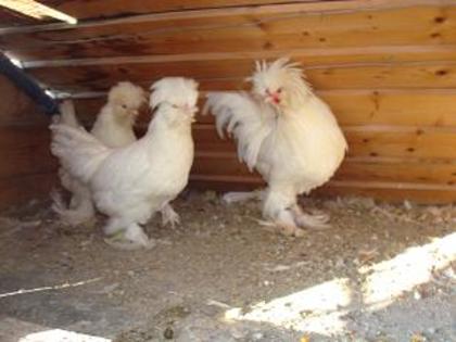 Gaini de Rasa - Calin 0727.741.705: SULTANA ALB